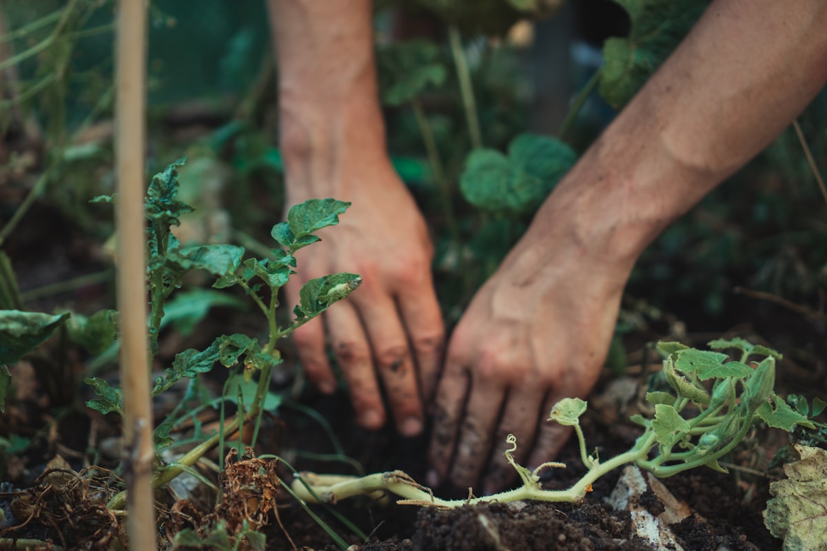 How to Plant Perennials & Shrubs – Scheiderer Farms Garden Center
