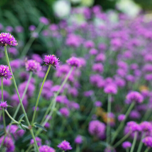 Scheiderer Farms Garden Center