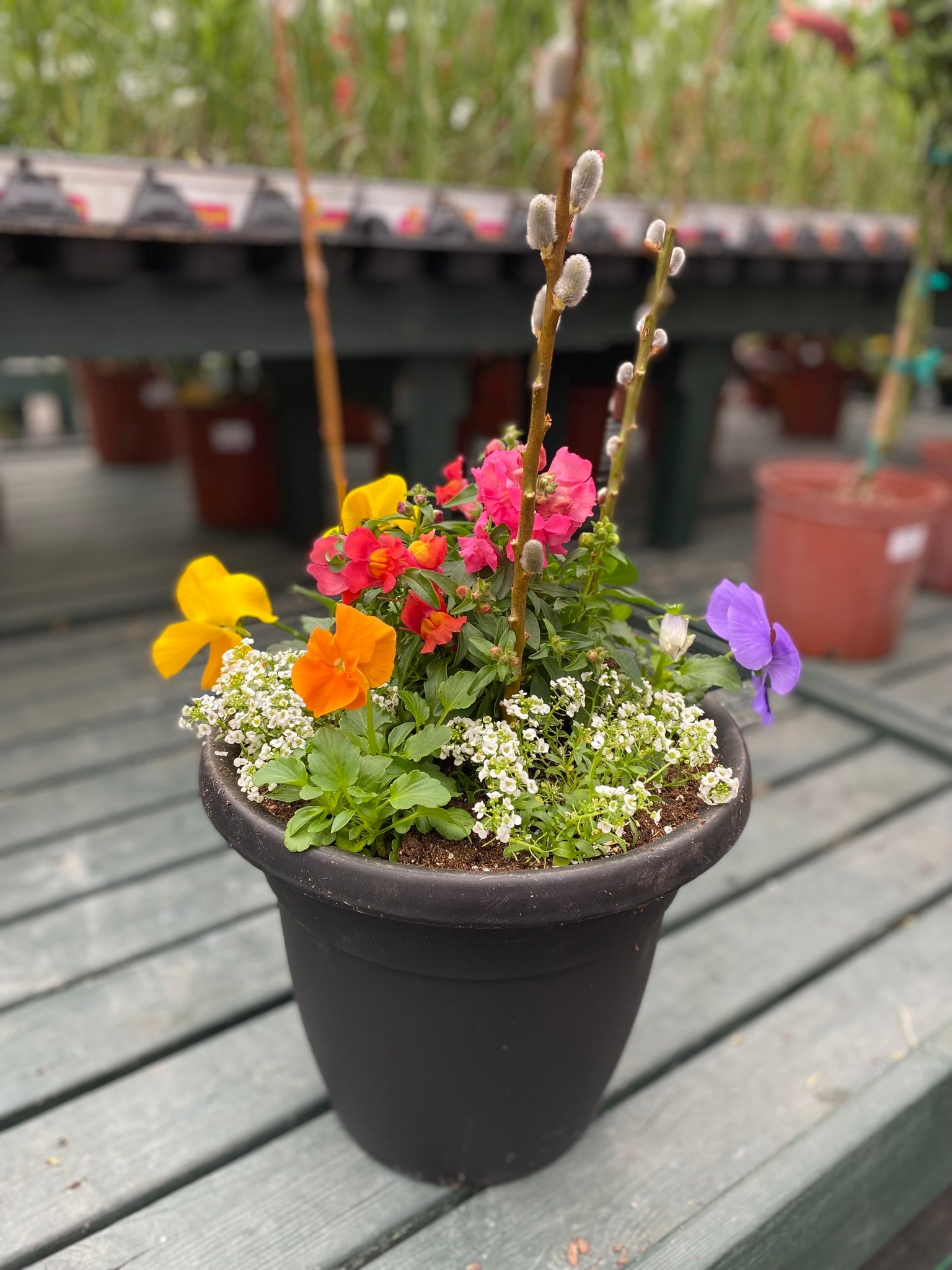 Spring Grab & Go ~ Preorder for pickup 4/11 – Scheiderer Farms Garden ...