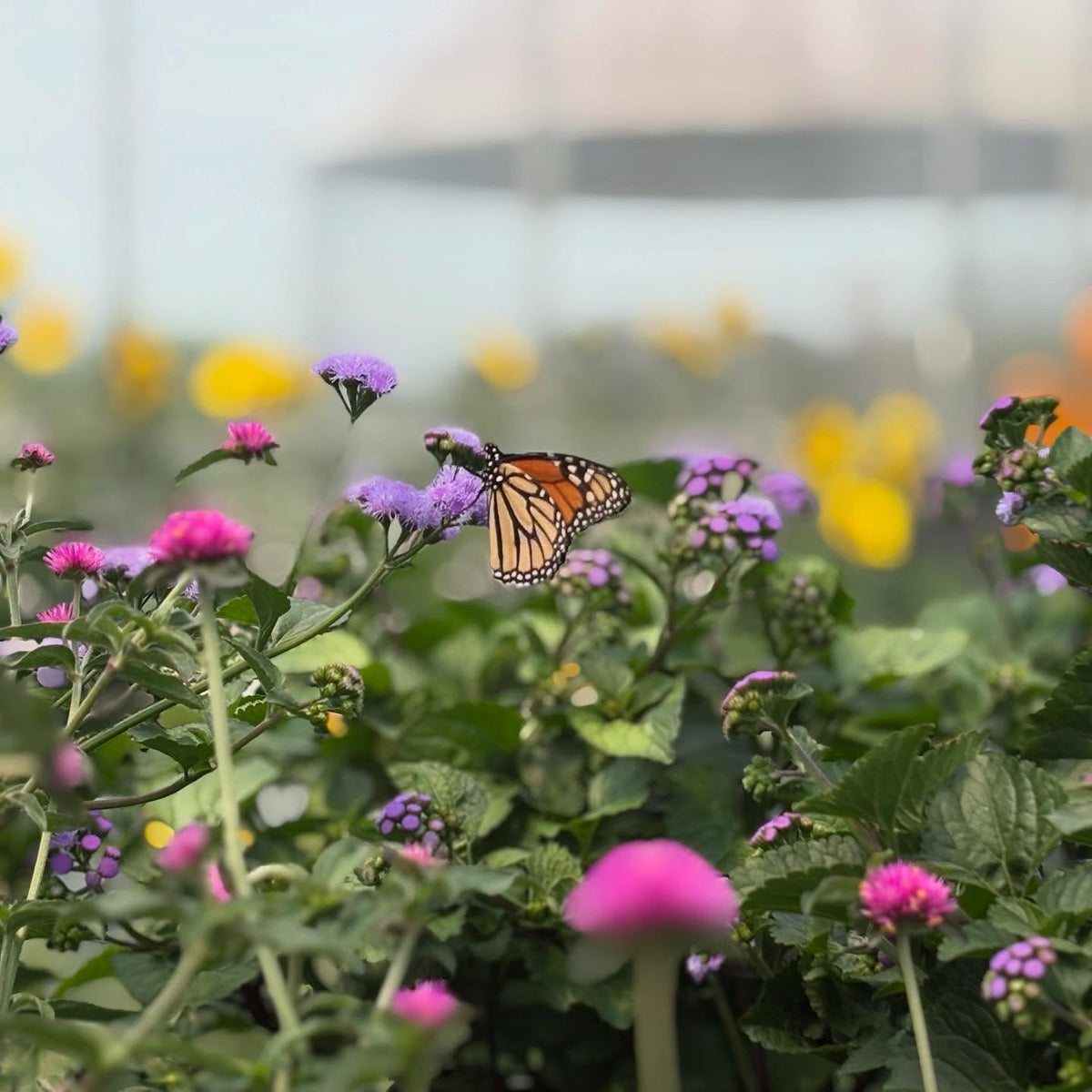 Scheiderer Farms Garden Center